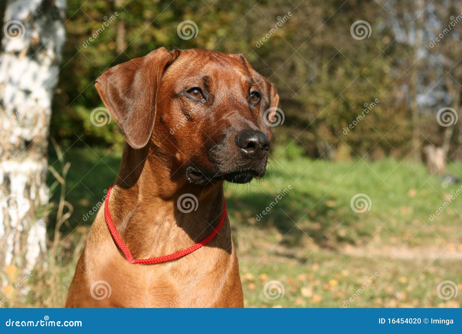Head of the Rhodesian Ridgeback Stock Photo - Image of ridgeback ...