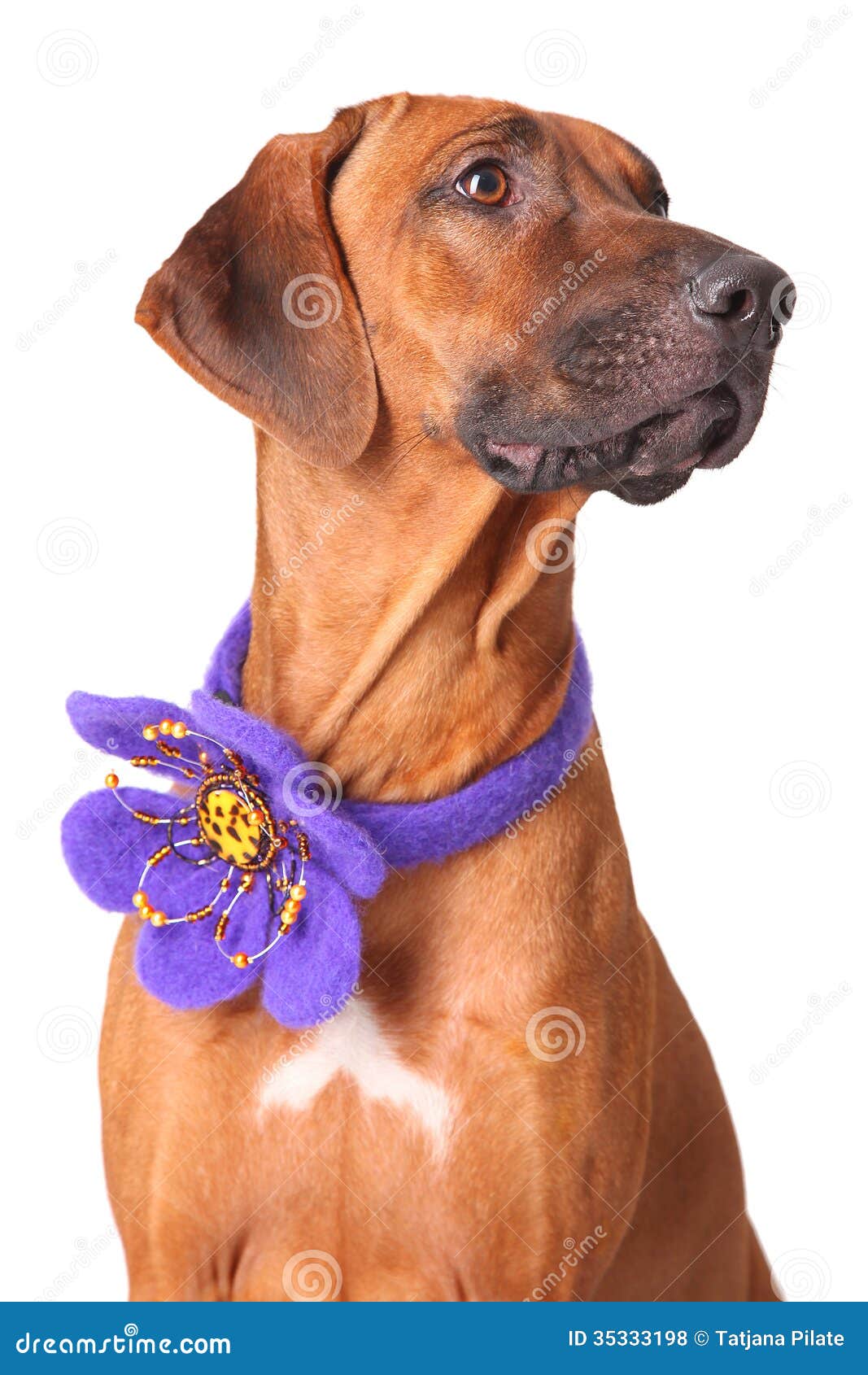 Head stock photo. Image of cutting, studio, elegance - 35333198