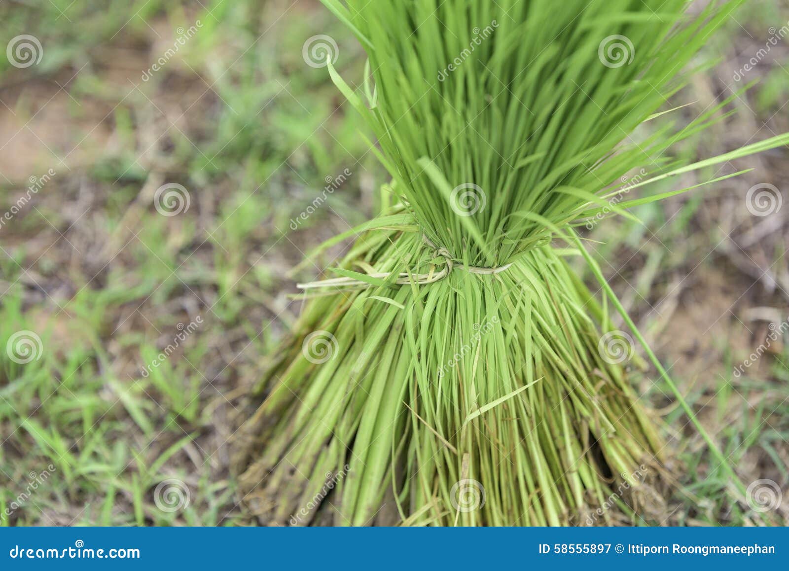 Head rice stock image. Image of tropical, fields, paddy - 58555897