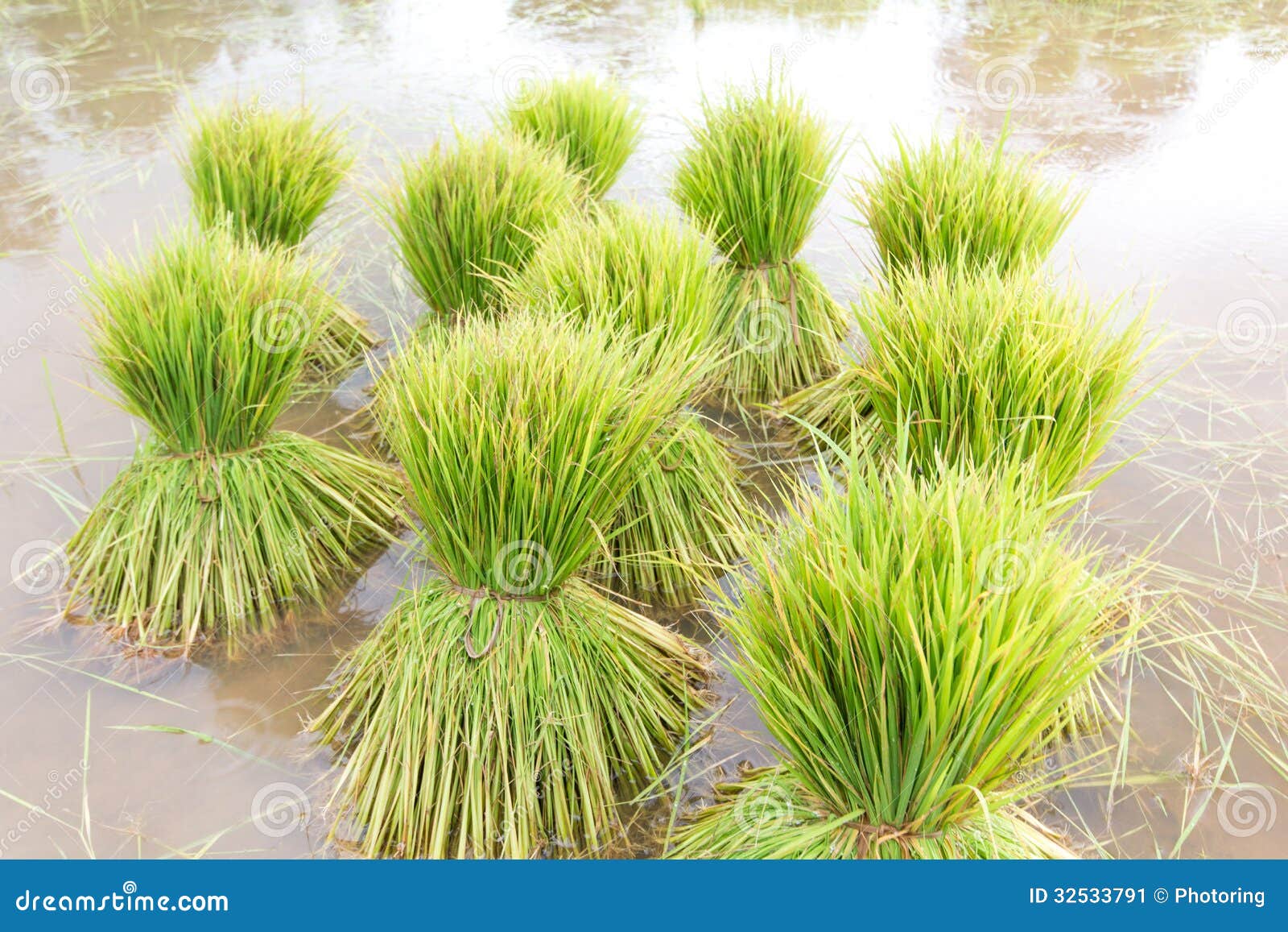 Head rice stock image. Image of asian, abundance, farming - 32533791