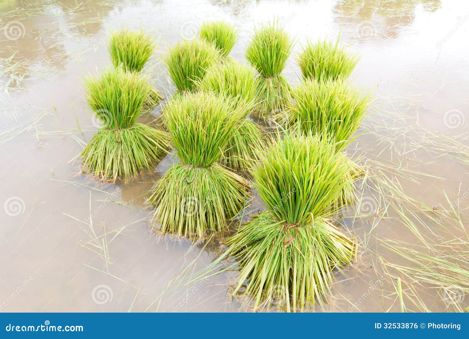 Head rice in Thailand stock photo. Image of abundance - 32533876