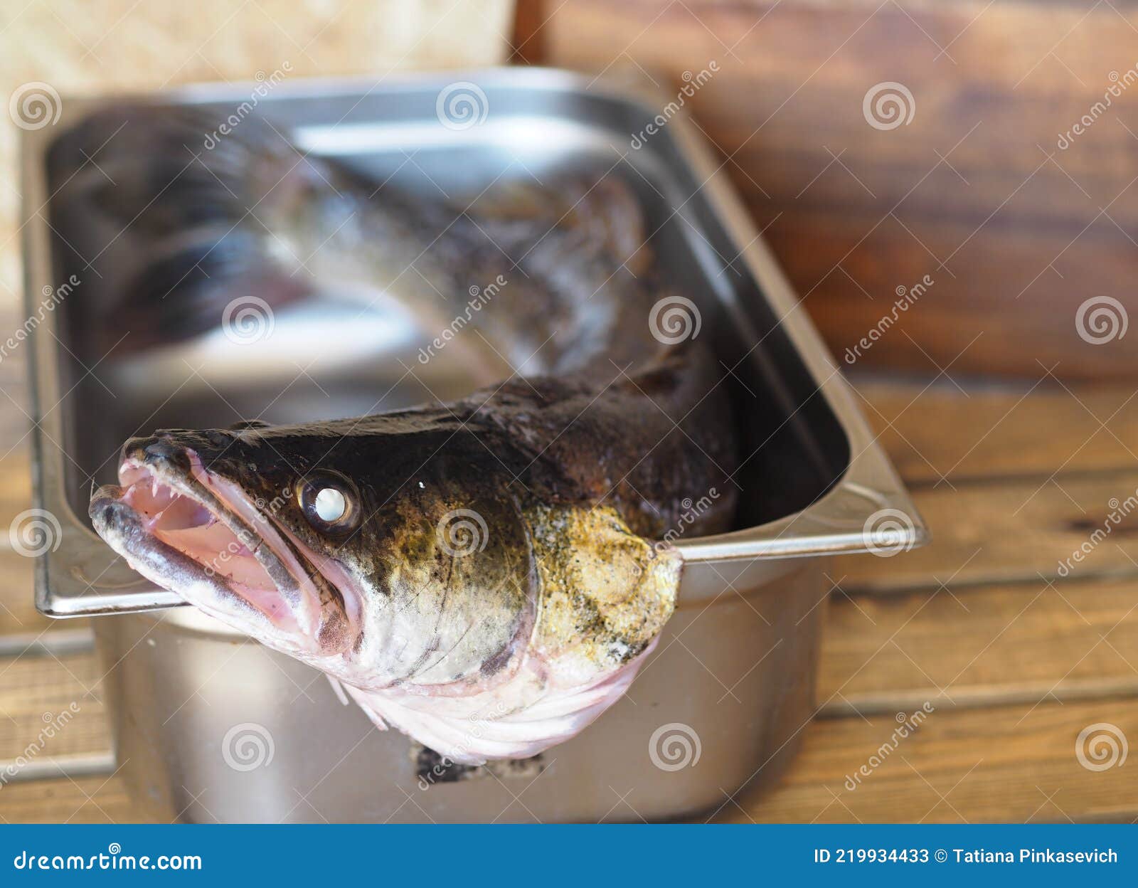 The Head of a River Fish Pike Perch with an Open Mouth and Sharp Teeth ...
