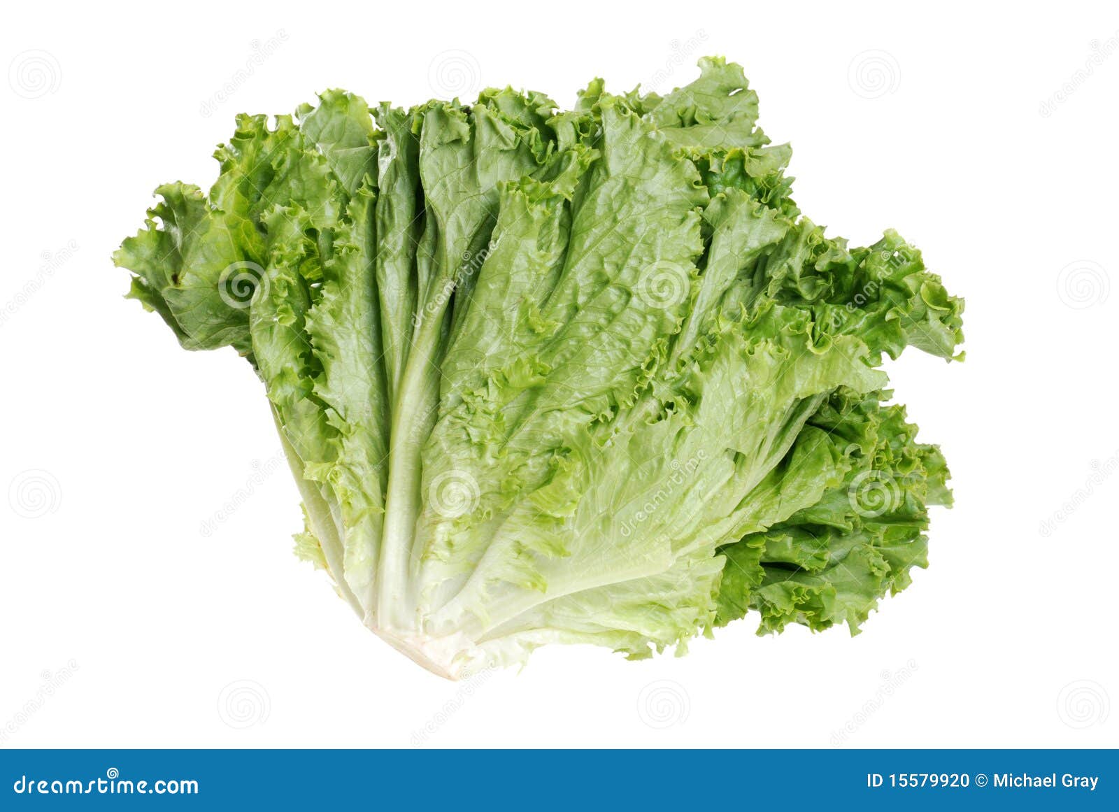 6,581 Roman Leaf Stock Photos - Free & Royalty-Free Stock Photos from ...