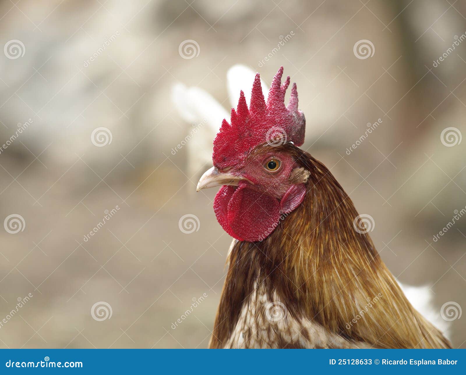 Head of rooster stock image. Image of feather, closeup - 25128633