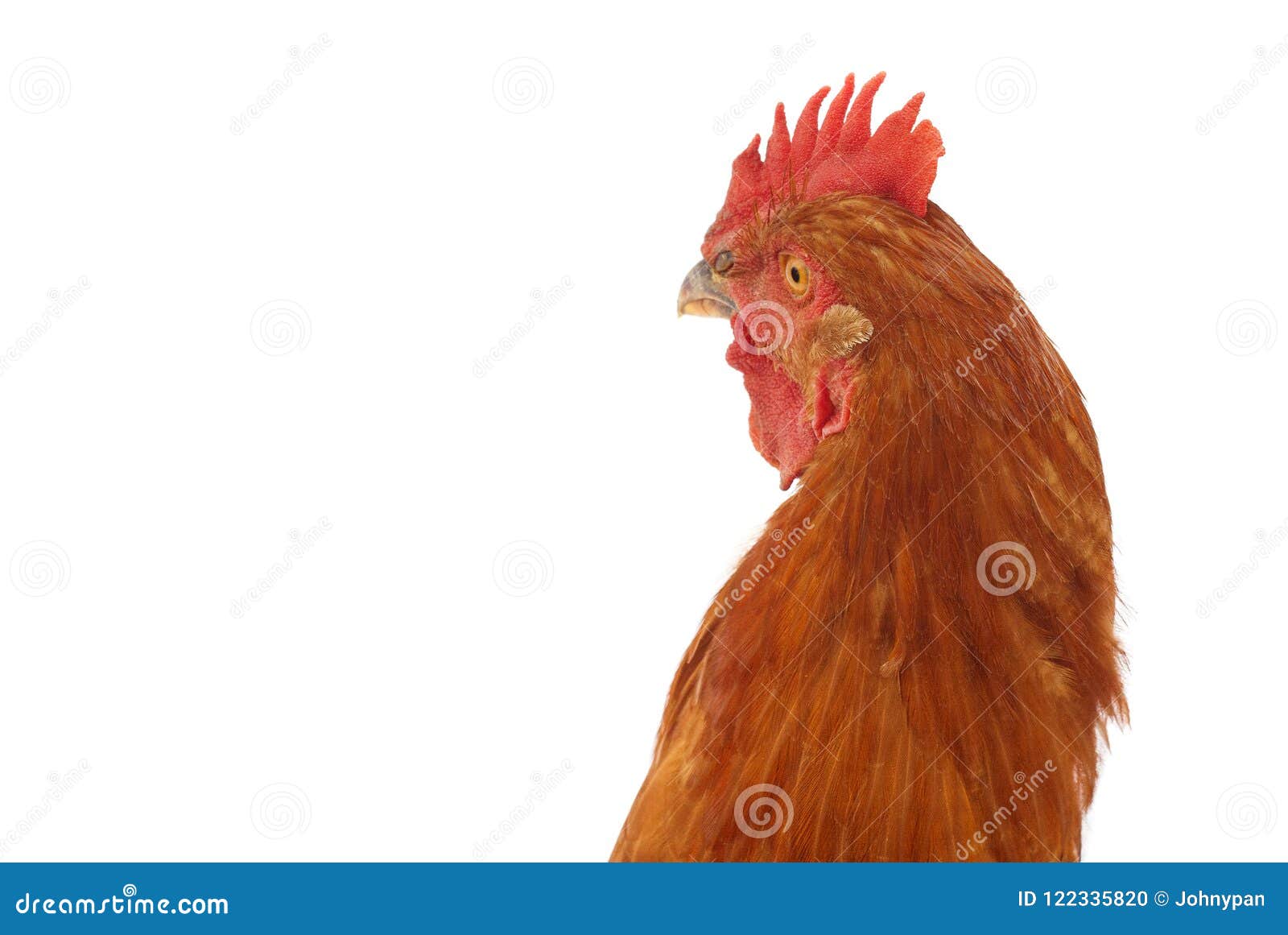 Head of rooster chicken stock photo. Image of chick - 122335820