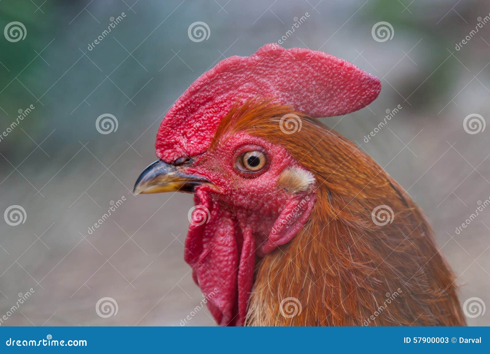 Head of rooster stock image. Image of male, farm, animal - 57900003