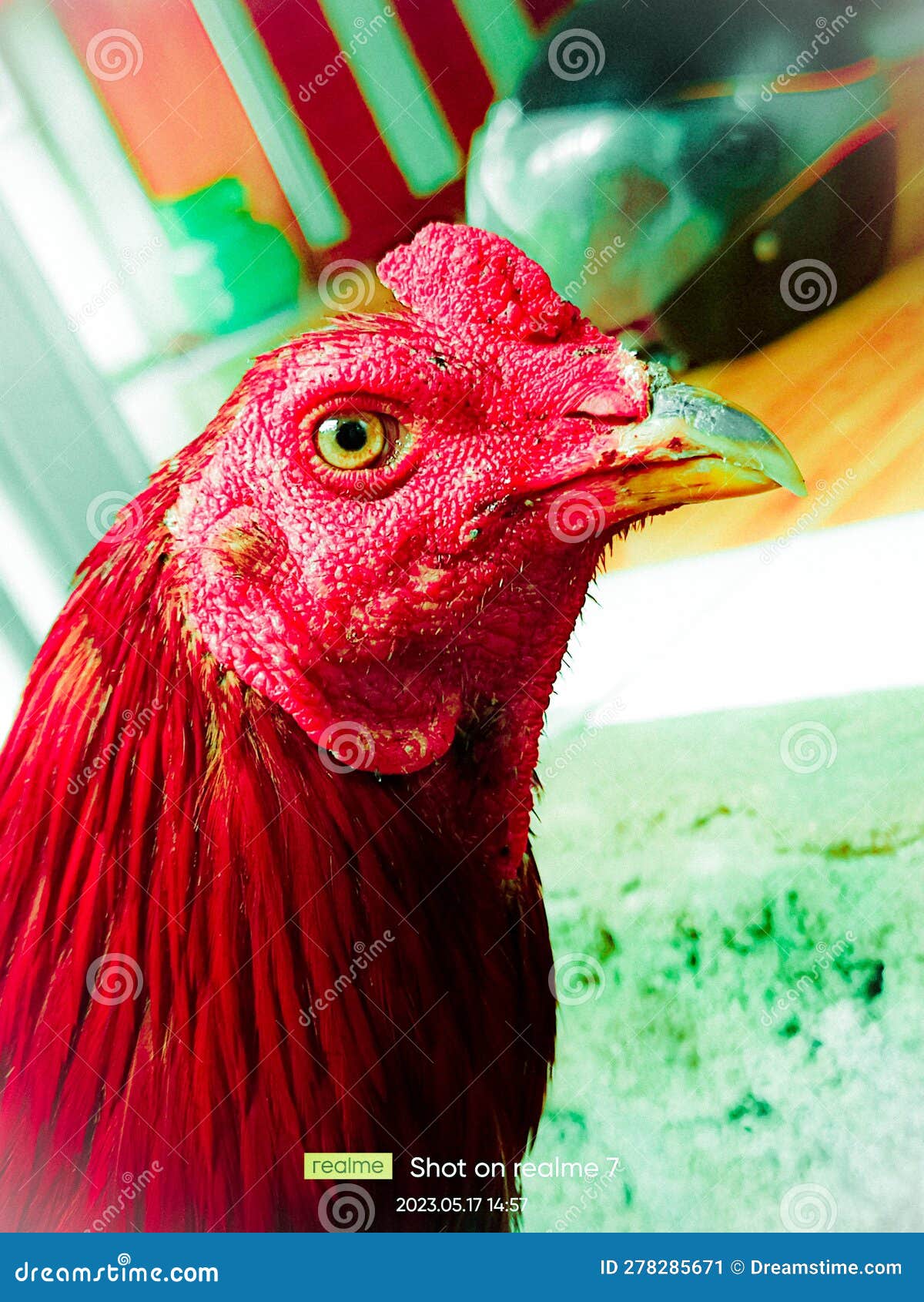 Head Rooster Stock Photo | CartoonDealer.com #100916526