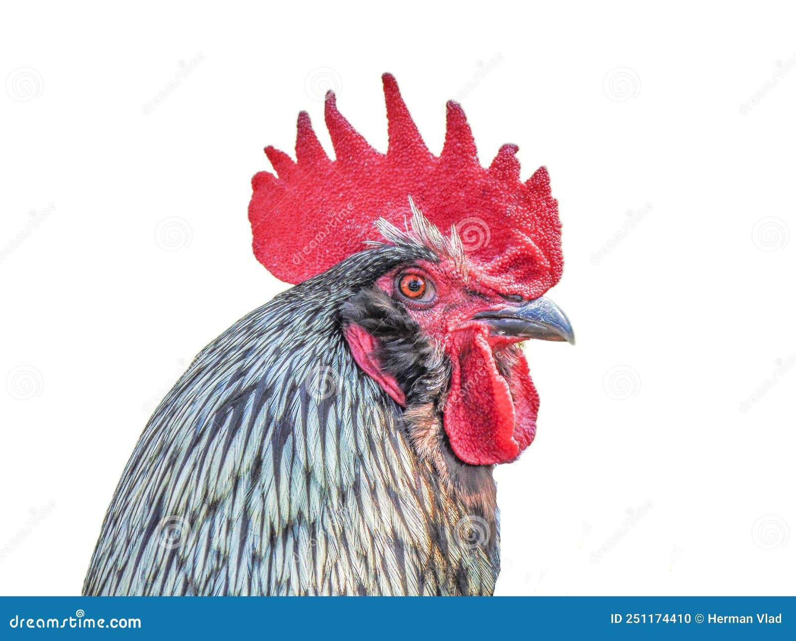 Head of a Rooster. Isolated on White Stock Photo - Image of isolated ...