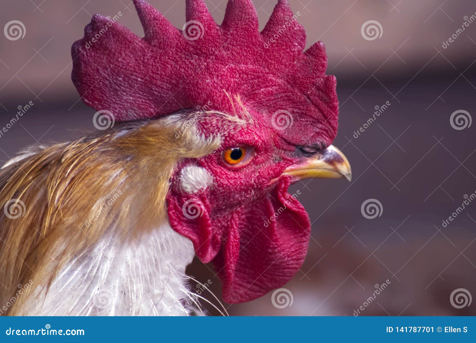 The Head of the Rooster on the Side with a Red Large Comb Stock Image ...
