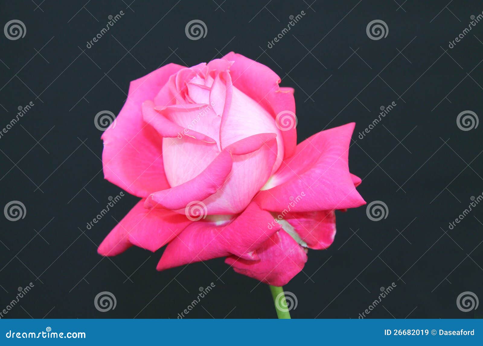 Head of a Rose. stock image. Image of head, stem, botany - 26682019