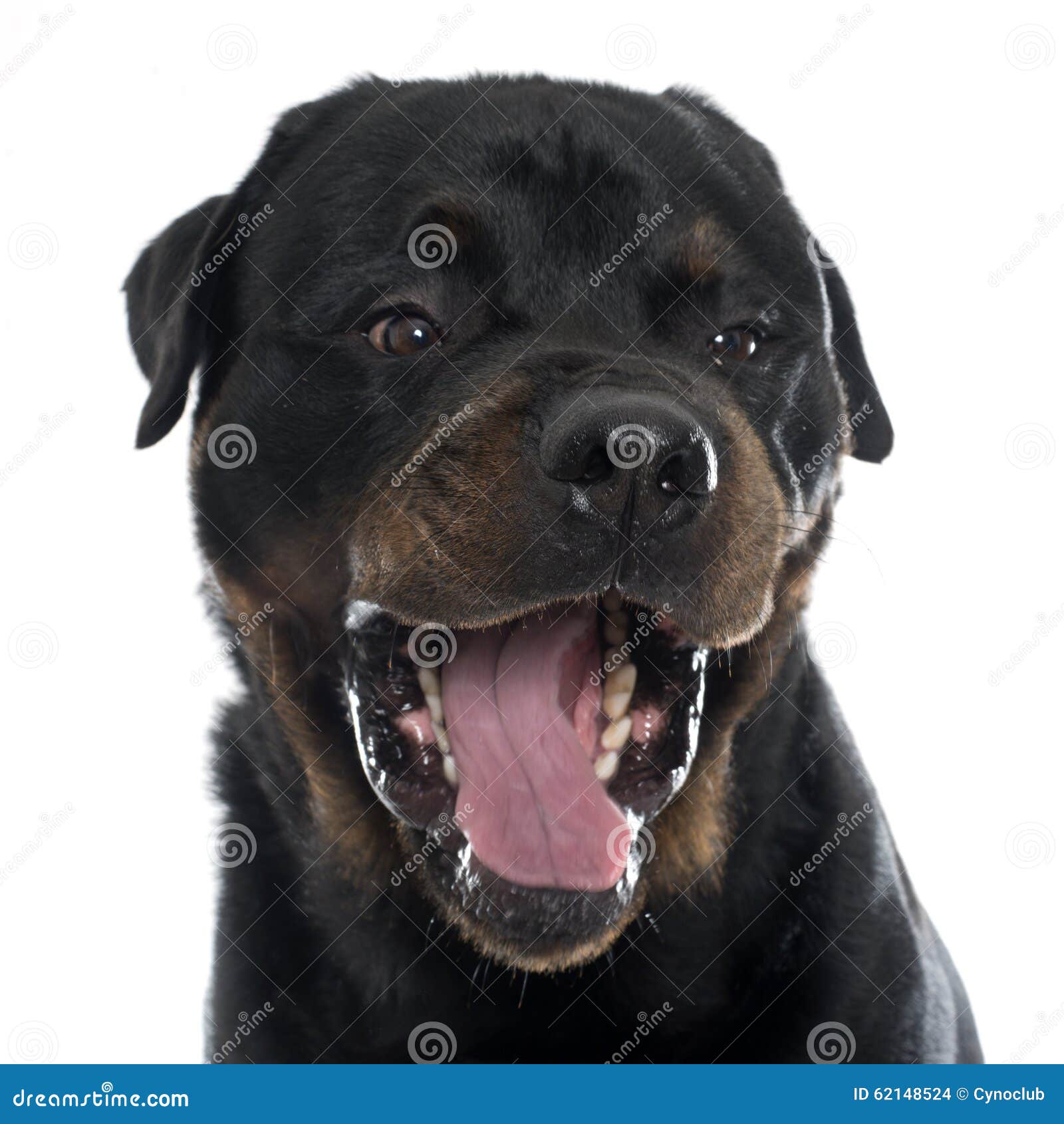 Head of rottweiler stock photo. Image of rottweiler, angry - 62148524