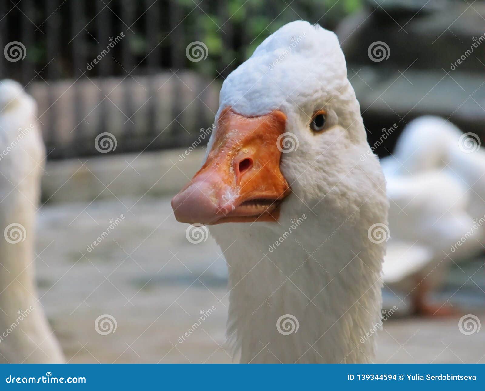 The Head of the Royal Goose is Closed Up. Spain Stock Photo - Image of ...