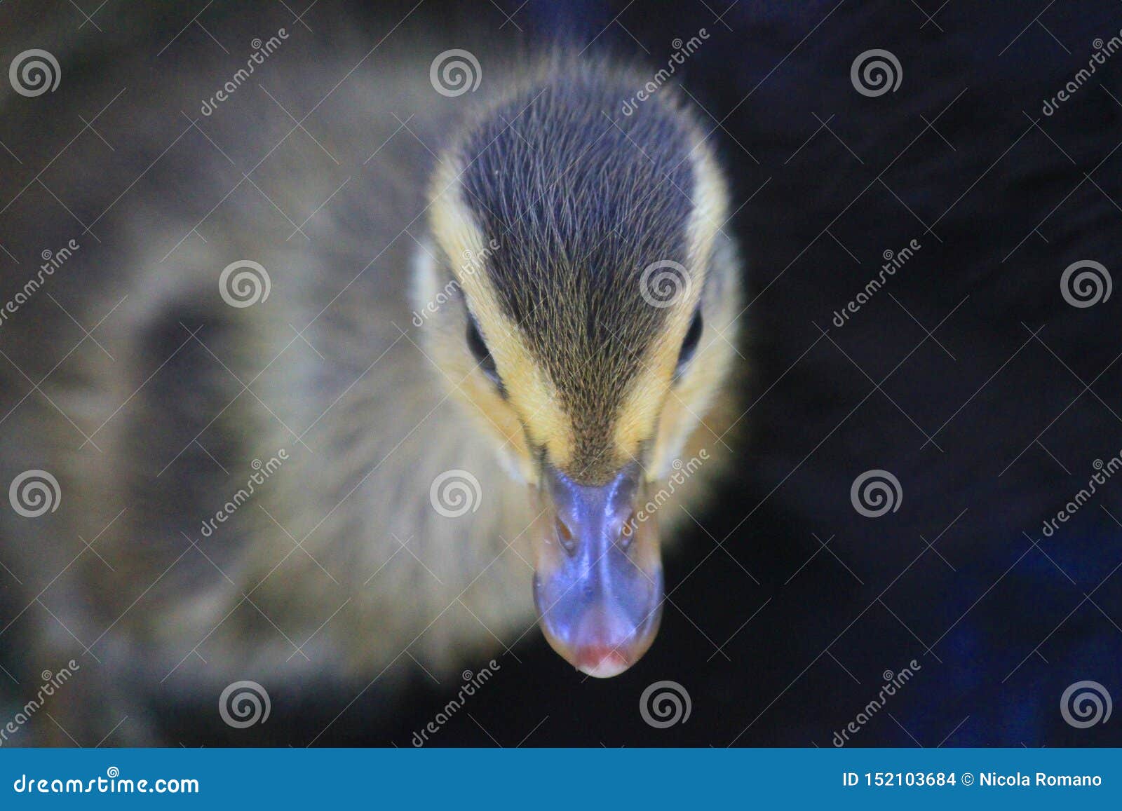 Head of a Runner Duck Just Born Stock Photo - Image of bird, duck ...