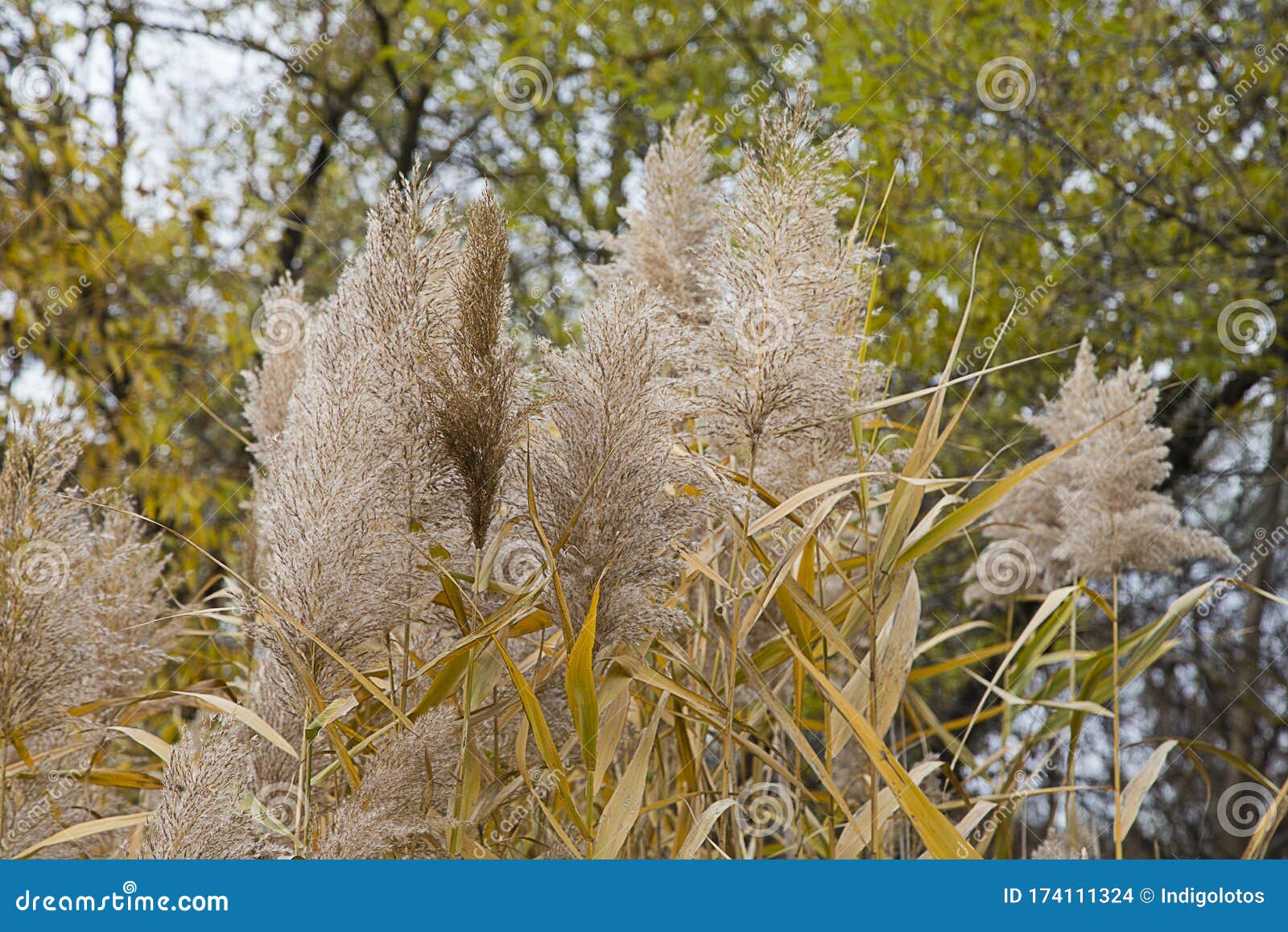 Head of the rush stock photo. Image of tule, head, beige - 174111324