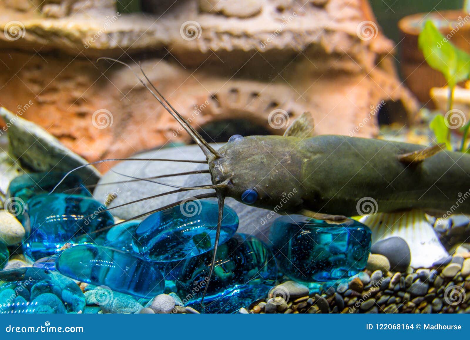 Head of a Sackgrass Catfish Stock Photo - Image of lies, heteropneustes ...
