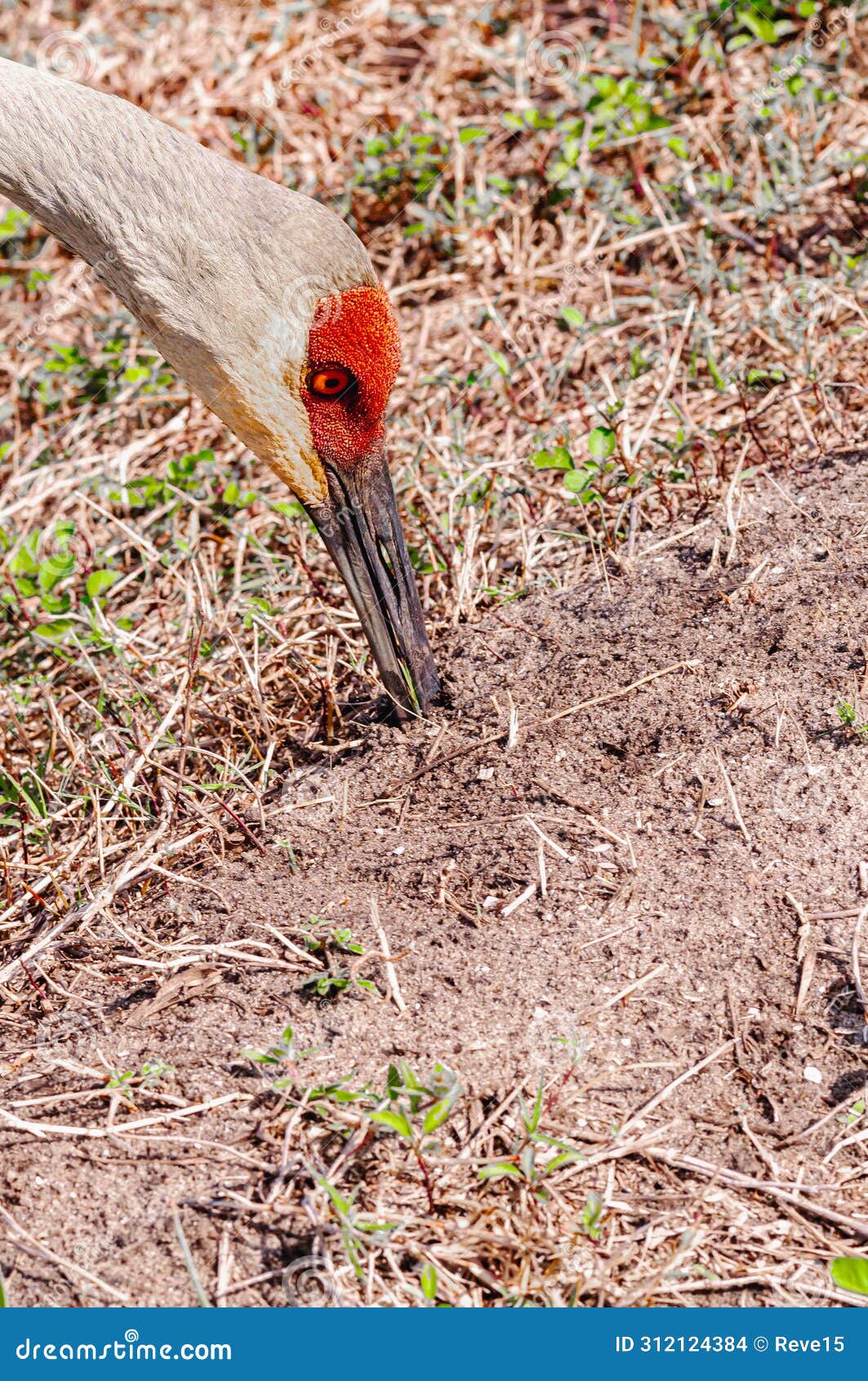 Head of, a Sand Hill Crane, Catching a Worm Stock Photo - Image of ...