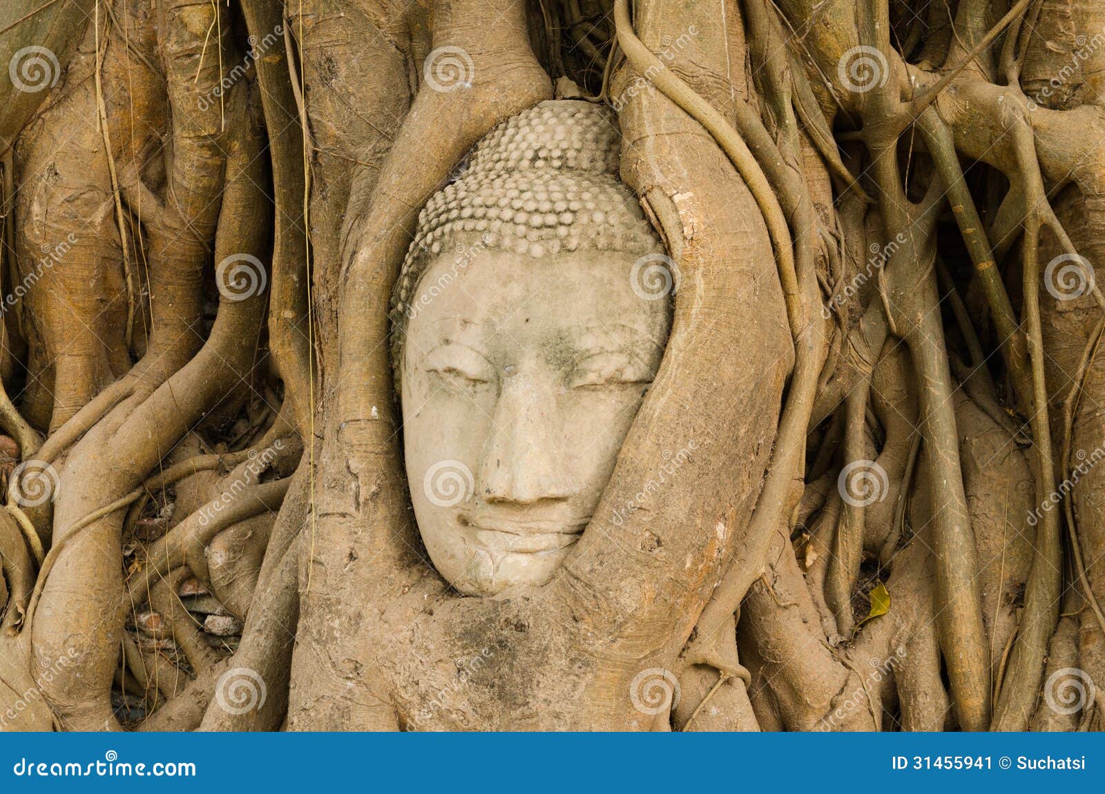 Head of Sandstone Buddha in the Tree Roots Stock Image - Image of ...