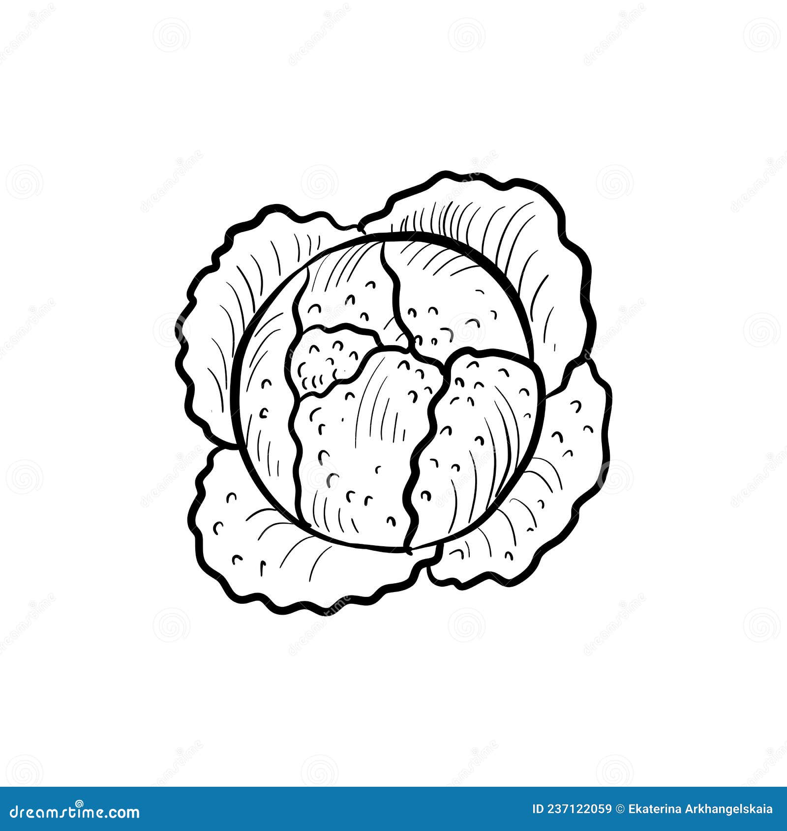 Head Of Savoy Cabbage, Vector Drawing Sketch | CartoonDealer.com #237122059