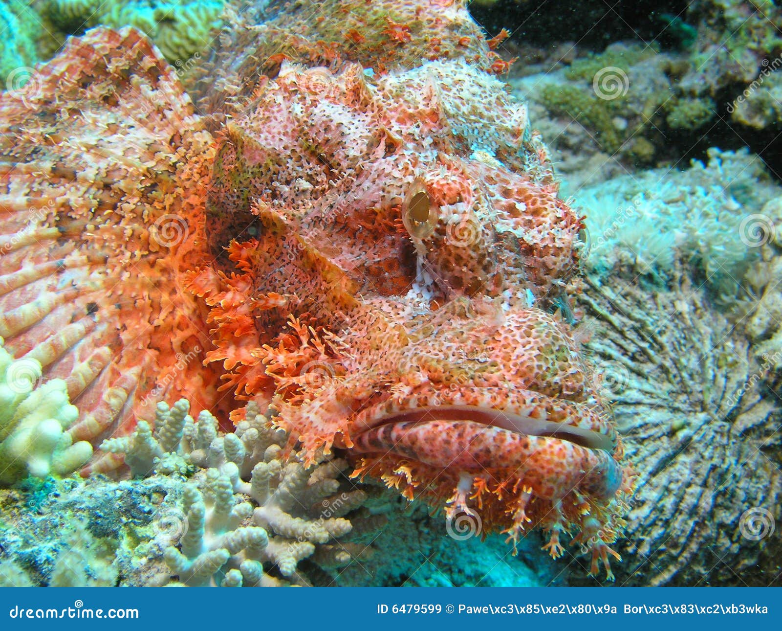 Head of Scorpion Fish stock image. Image of exploration - 6479599