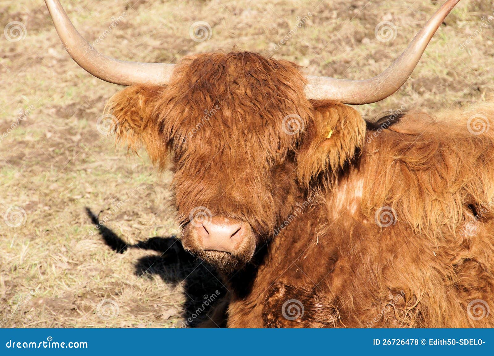 Head of a Scottish Highland Stock Photo - Image of closeup, dense: 26726478