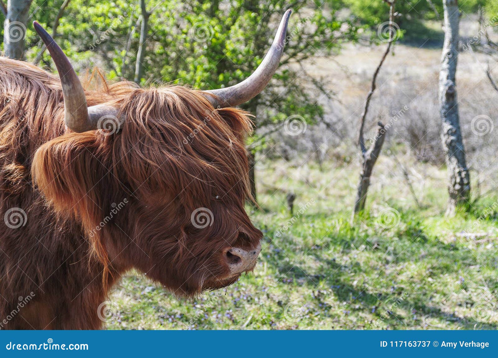Head of a Scottish Highlander Stock Image - Image of holland, beef ...