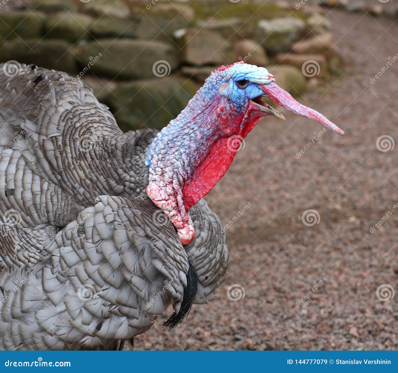 Head of screaming Turkey stock image. Image of screaming - 144777079
