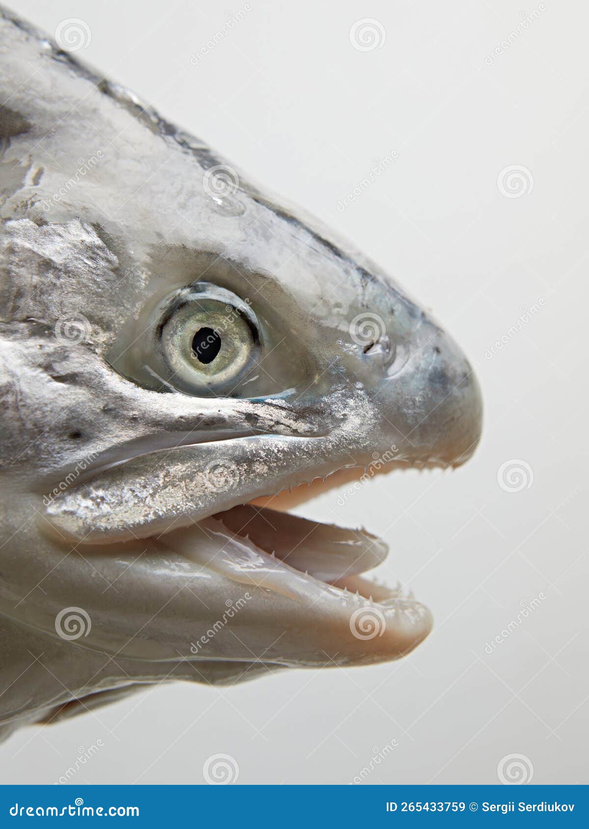 Head of a Sea Fish Close-up Stock Image - Image of gourmet, close ...