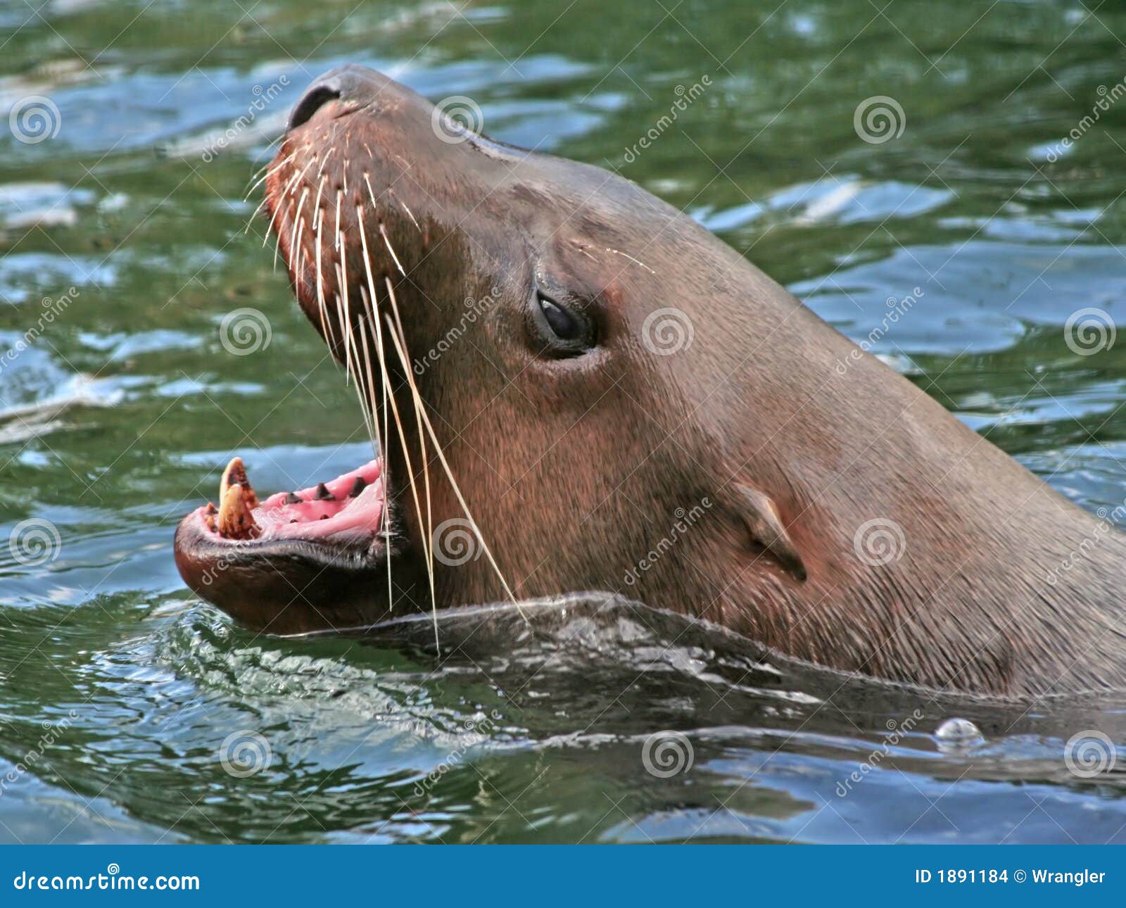 Head of a sea lion. stock photo. Image of outdoors, mouth - 1891184