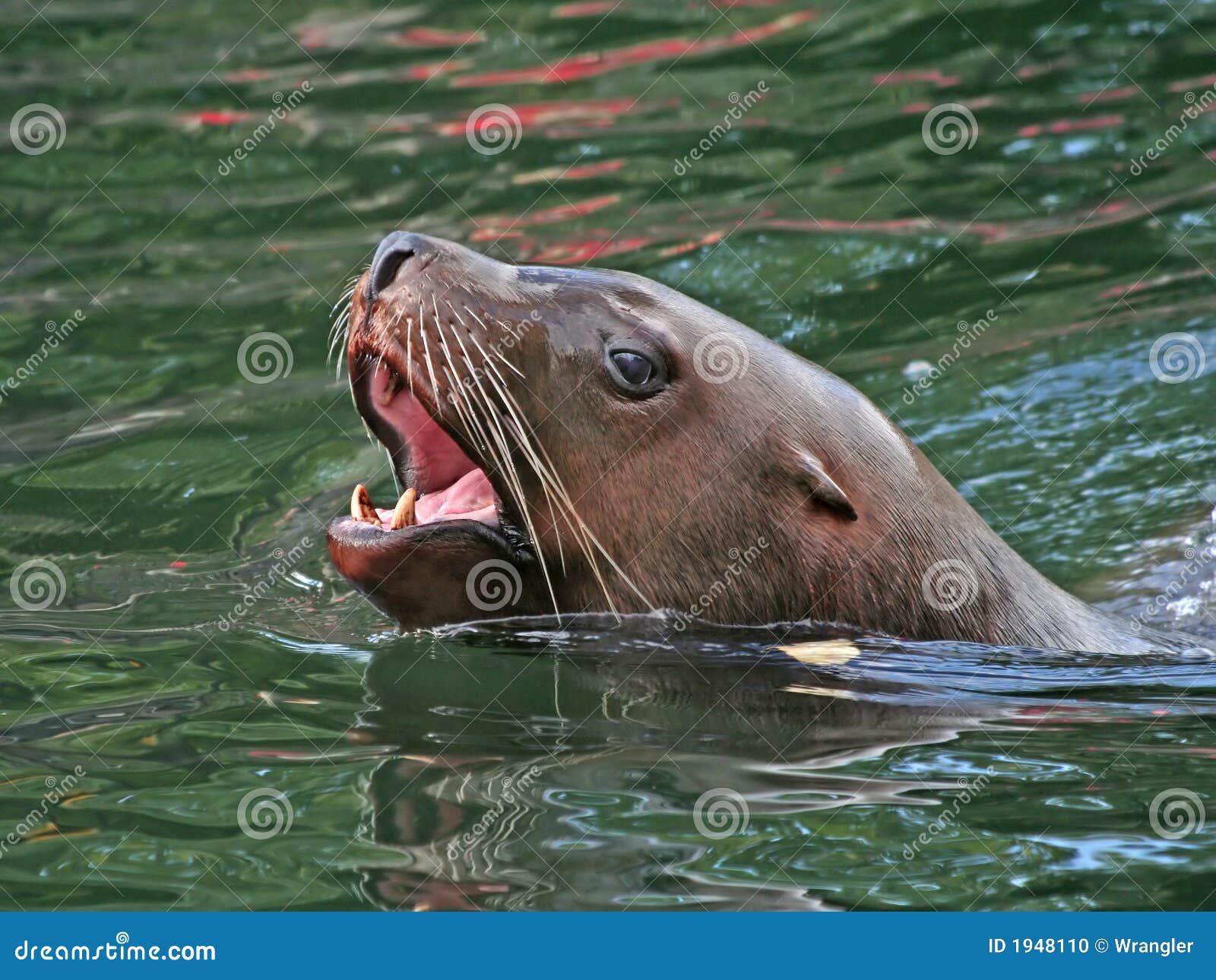 Head of a sea lion. stock photo. Image of seal, head, canines - 1948110