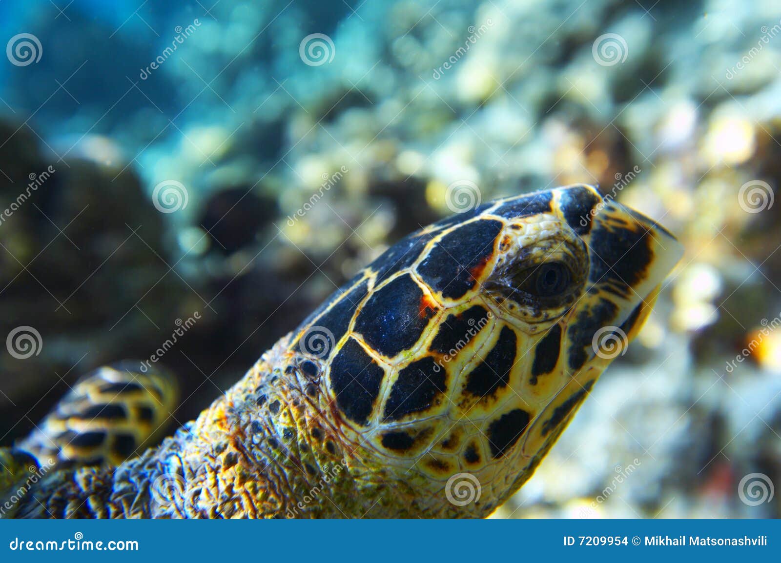Head of sea turtle stock photo. Image of snorkeling, exotic - 7209954