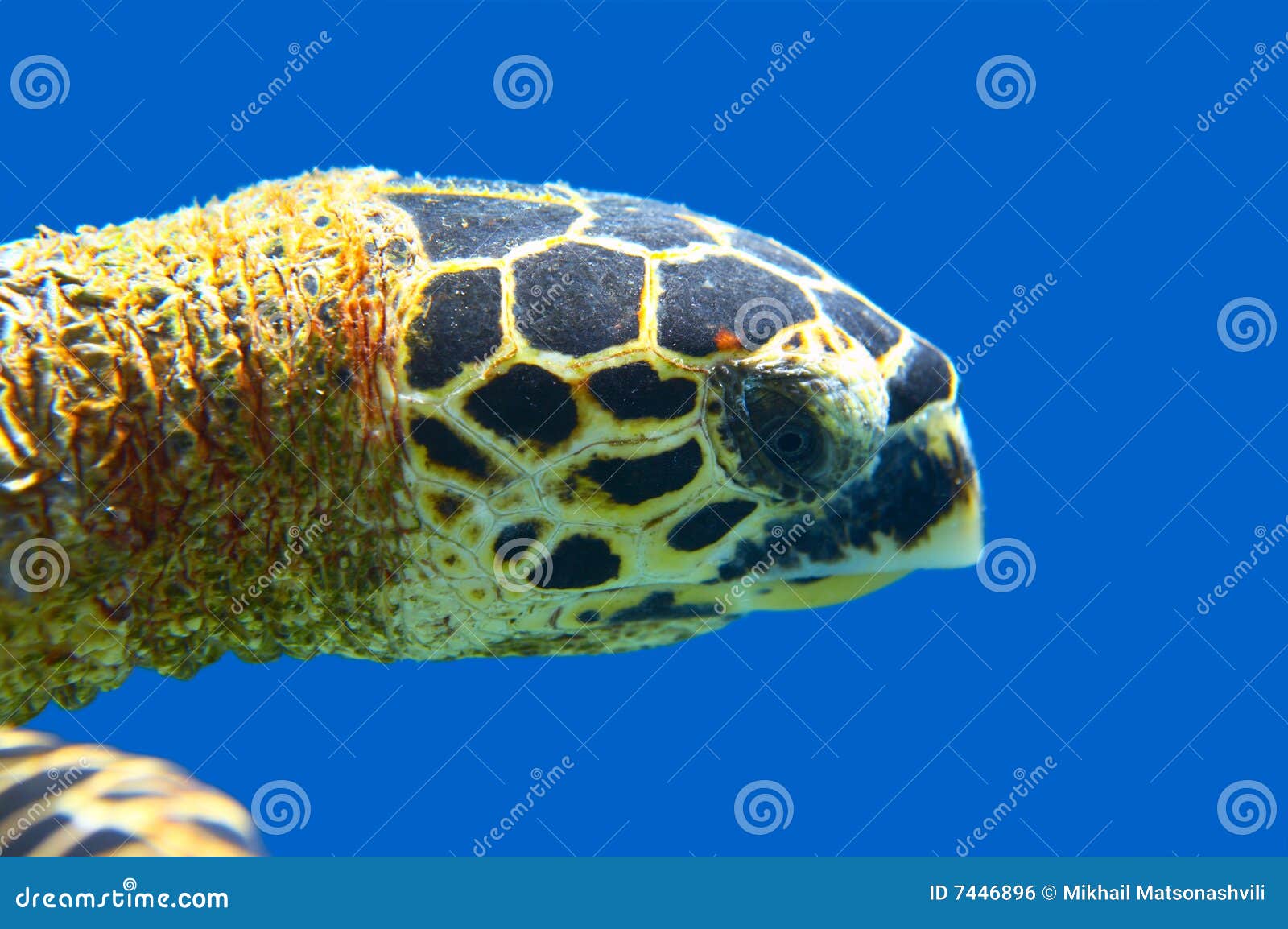 Head of sea turtle stock photo. Image of fiji, colony - 7446896