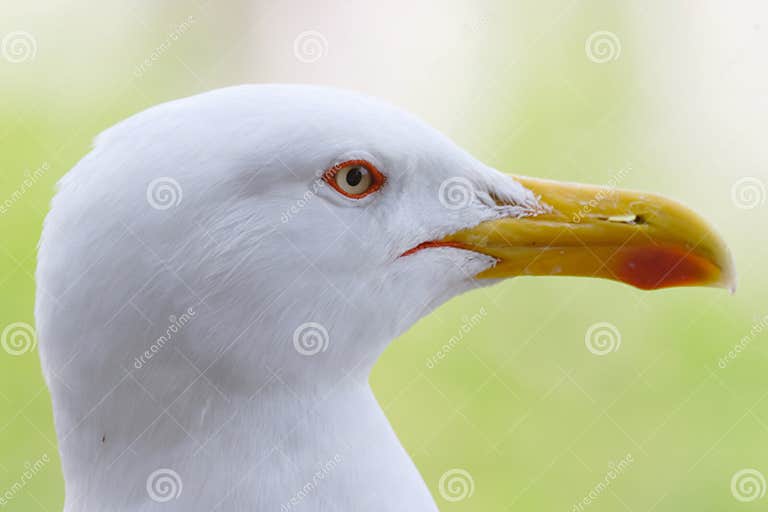 Head of seagull stock photo. Image of motivation, glide - 21077636