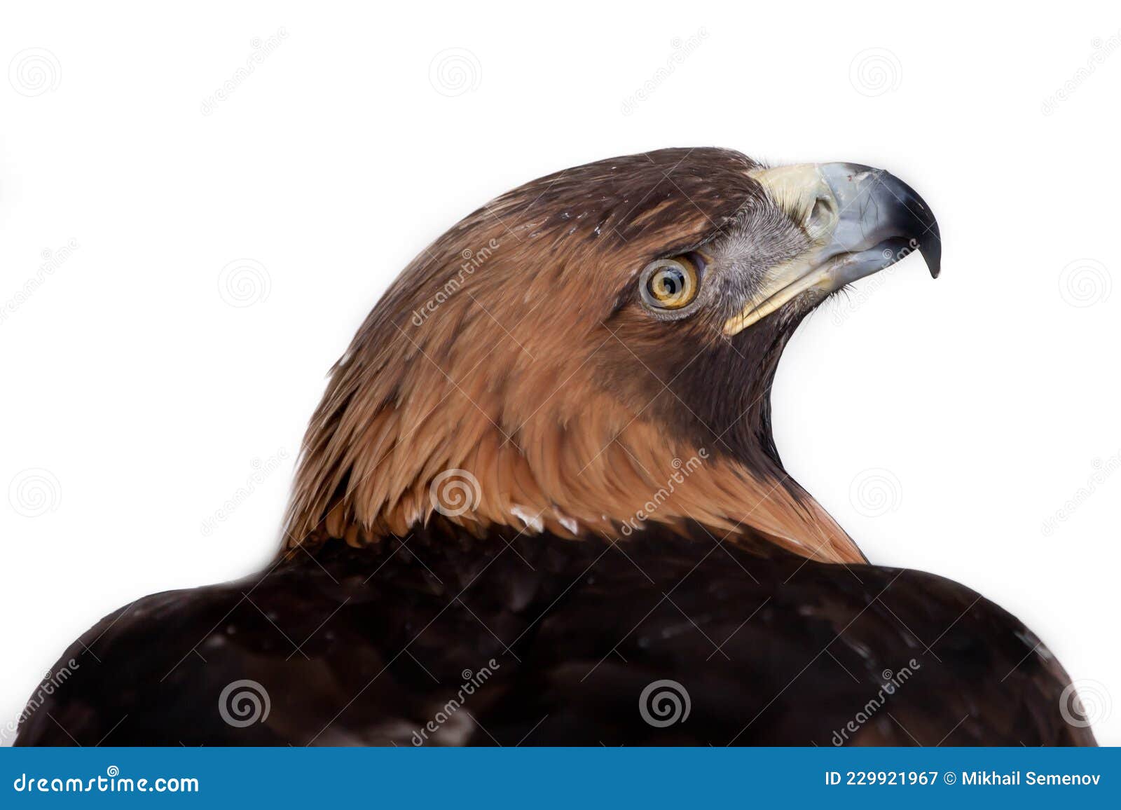 Head of a Severe Sharp-beaked Golden Eagle on a White Background Stock ...