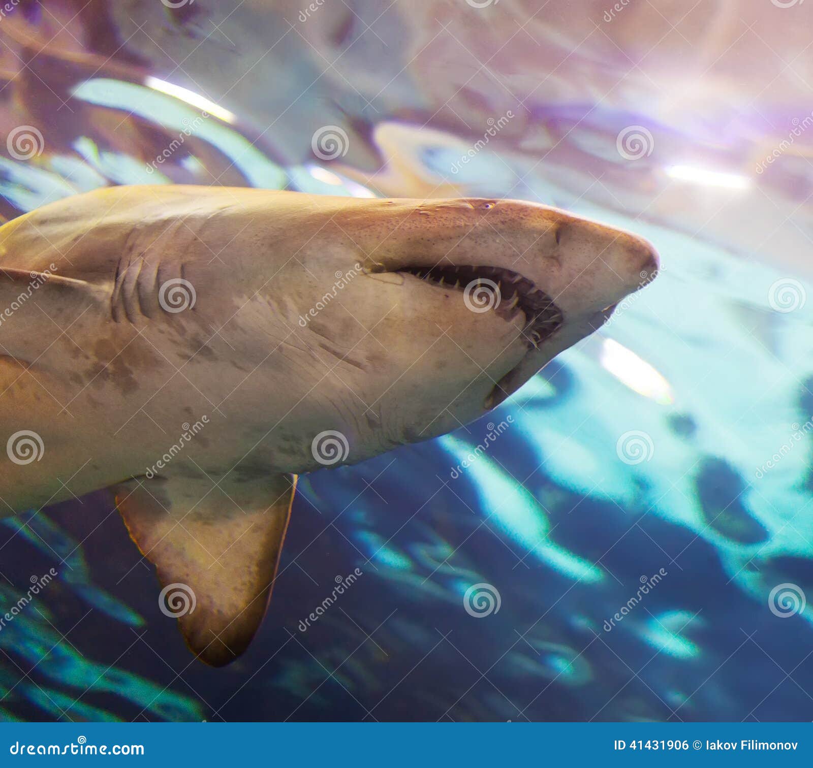 Head of Shark Swims in Water Stock Photo - Image of life, nature: 41431906