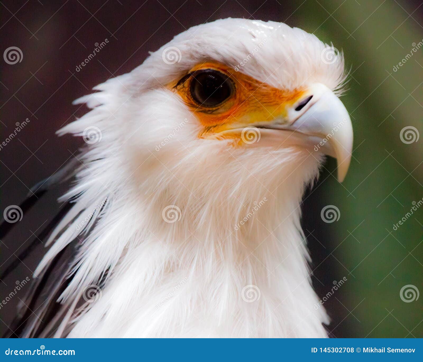 Head with a Sharp Beak of a Secretary Bird Close Up Stock Photo - Image ...