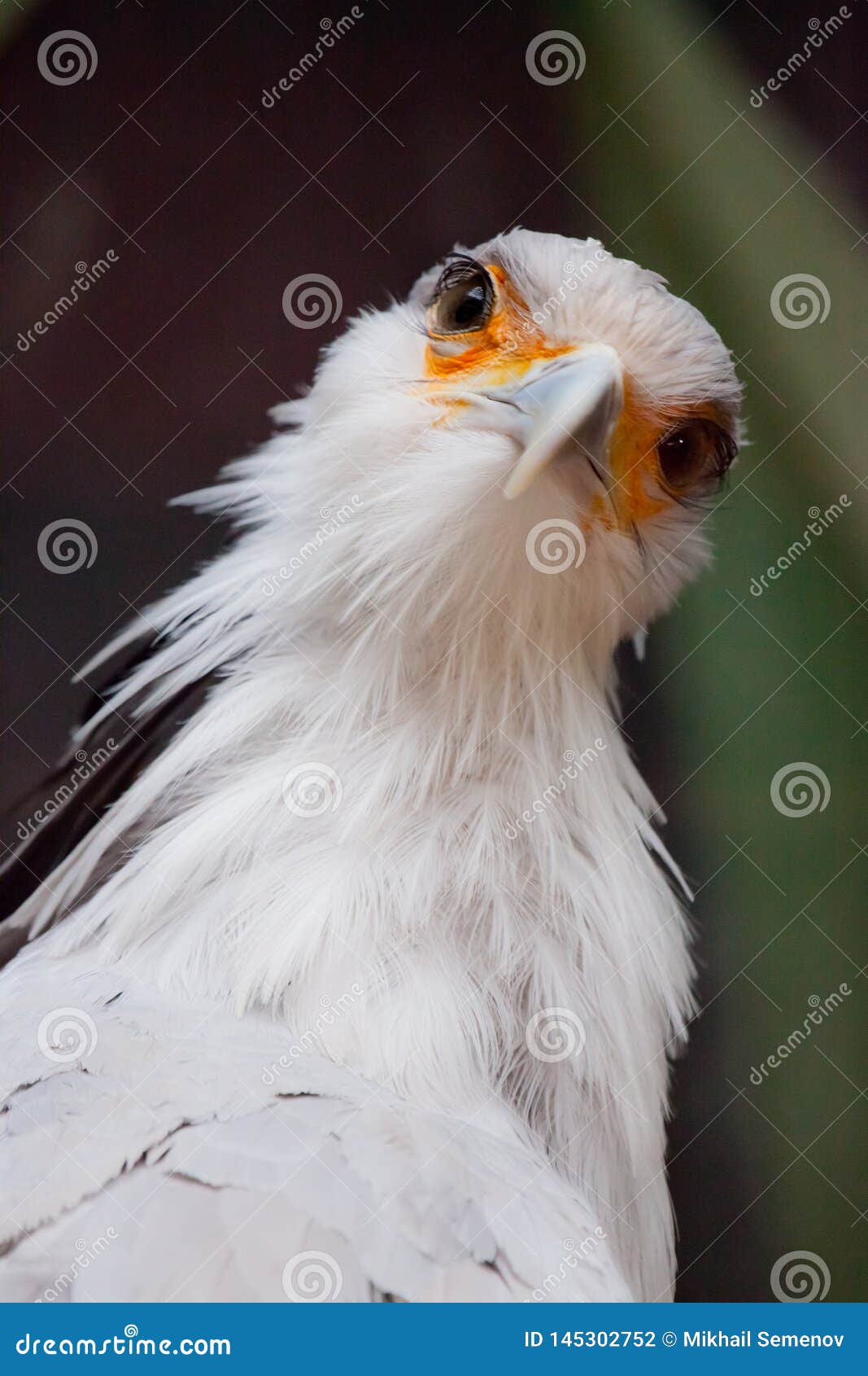 Head with a Sharp Beak of a Secretary Bird Close Up Stock Photo - Image ...