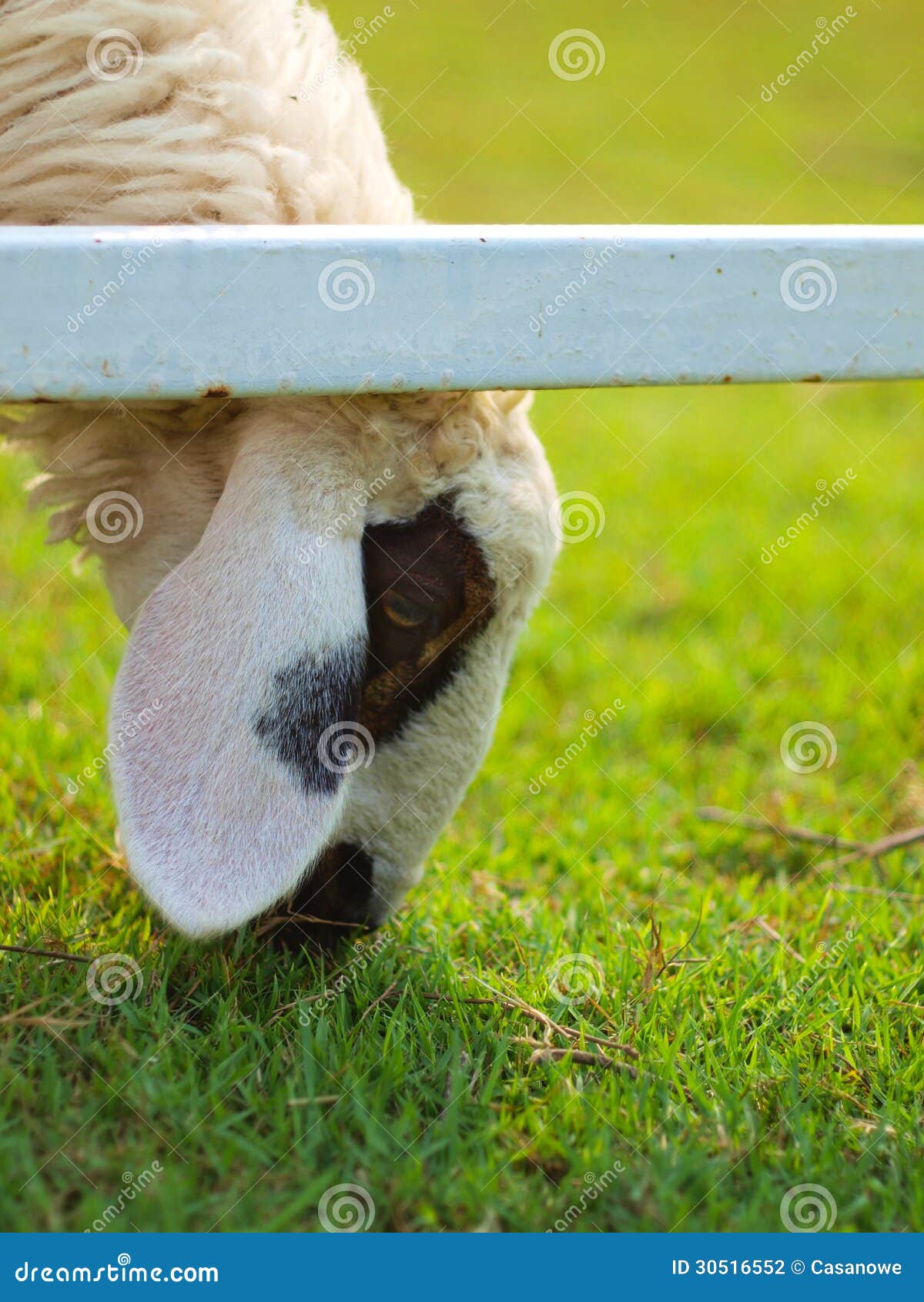 Head Sheep stock photo. Image of head, breed, pasture - 30516552