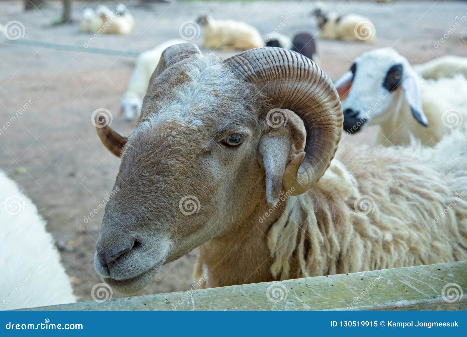 Head of Sheep in the farm stock image. Image of background - 130519915