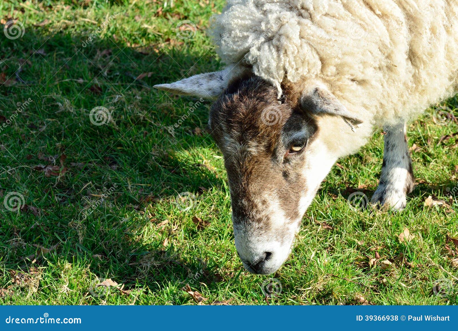 Sheep Feeding On Hay, Agriculture Industry, Farming And Husbandry ...
