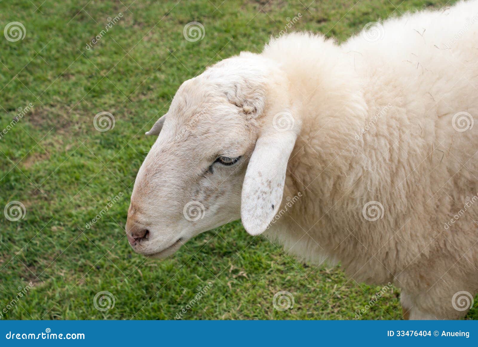Head of sheep stock photo. Image of breeding, mammal - 33476404