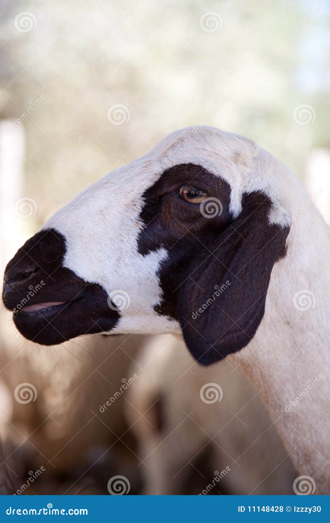 Head of sheep looking away stock photo. Image of patch - 11148428