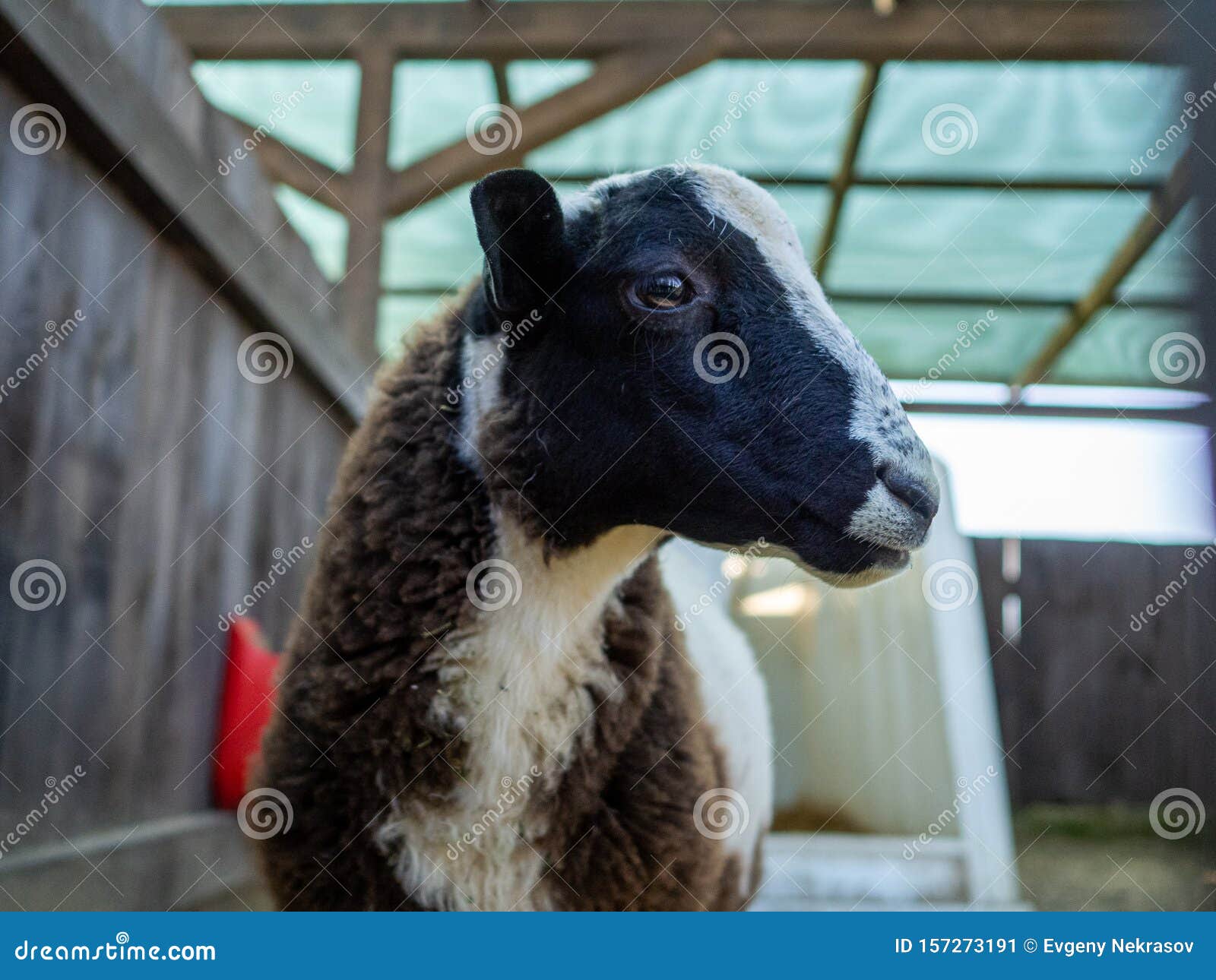 Head of a Sheep Looking Forward Stock Image - Image of looking, white ...