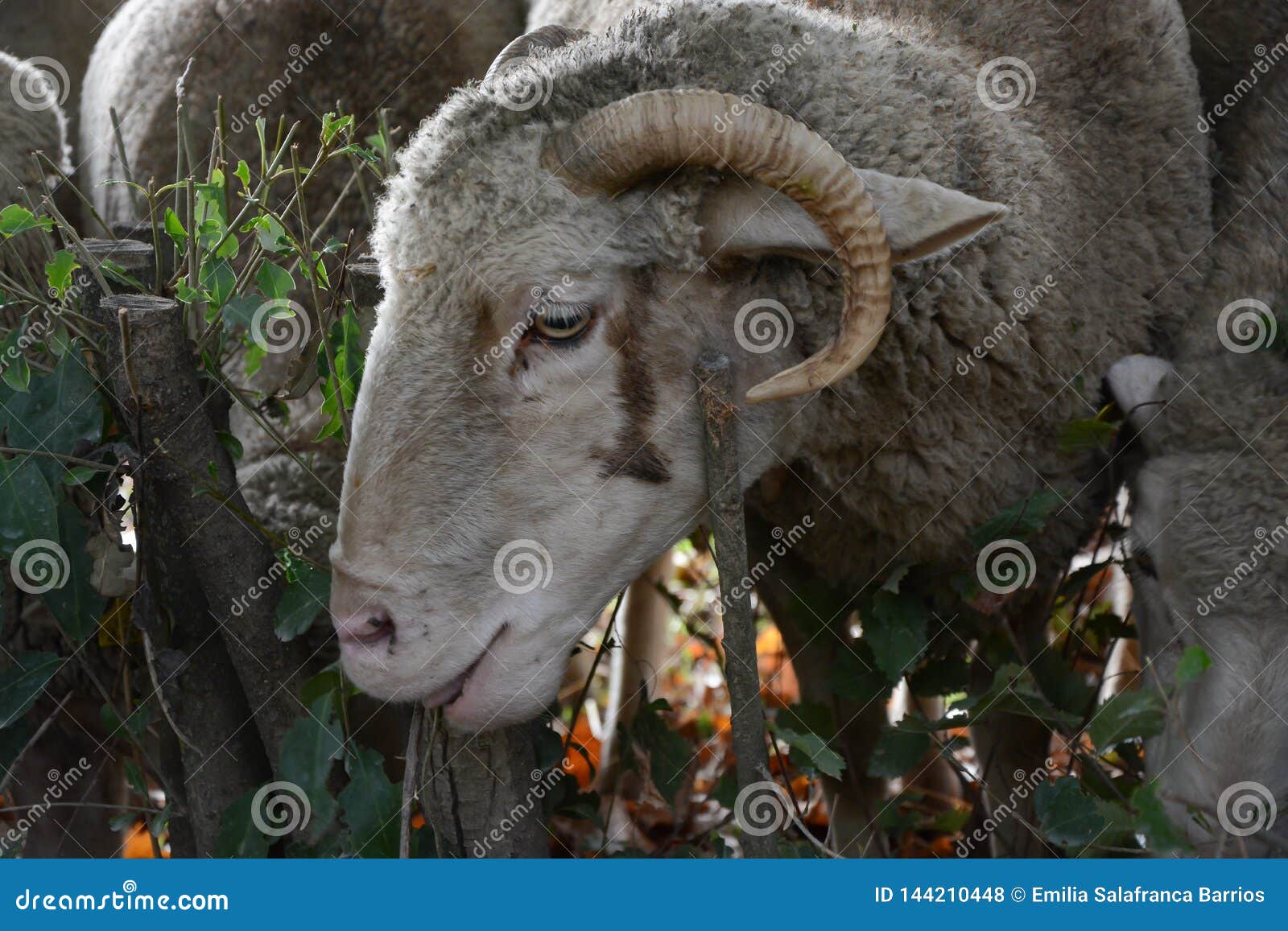 Head of sheep or sheep stock photo. Image of breeder - 144210448