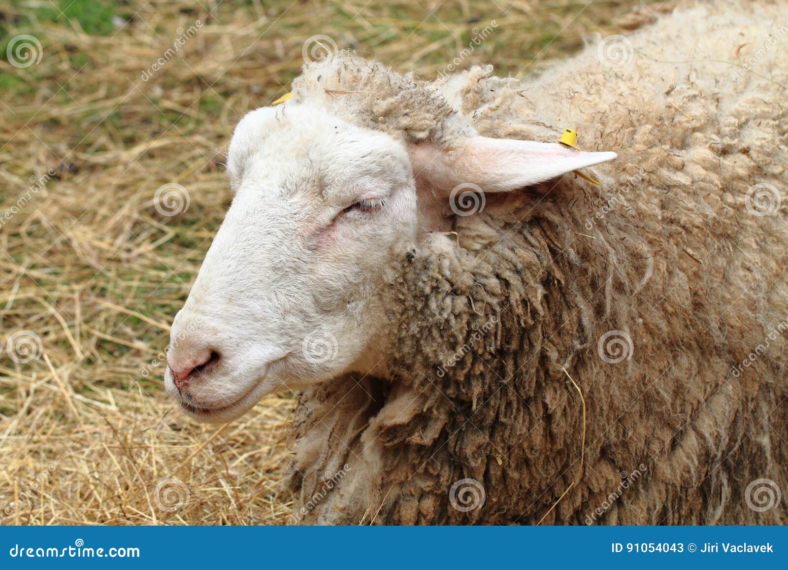 Head of sheep stock image. Image of adult, livestock - 91054043