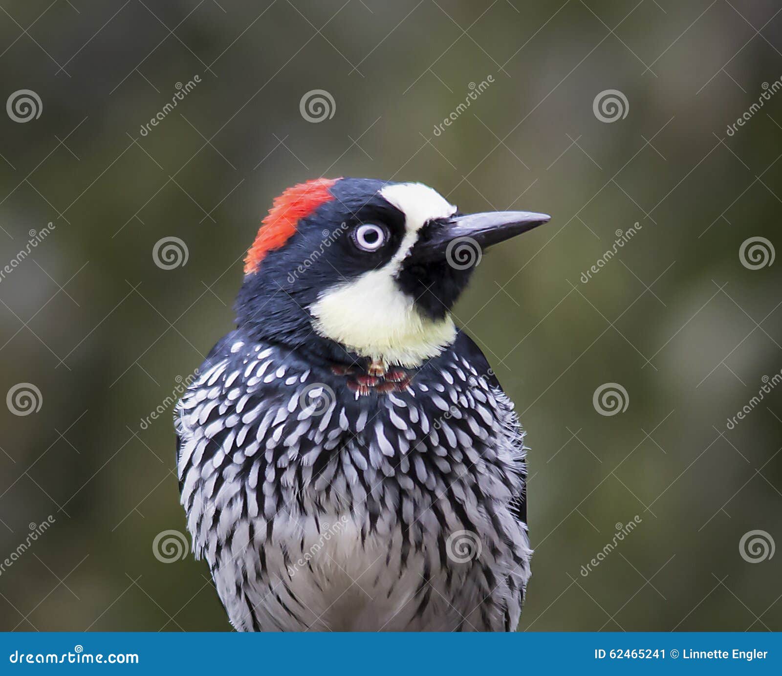 Head Shot, Acorn Woodpecker Stock Image - Image of acorn, avian: 62465241
