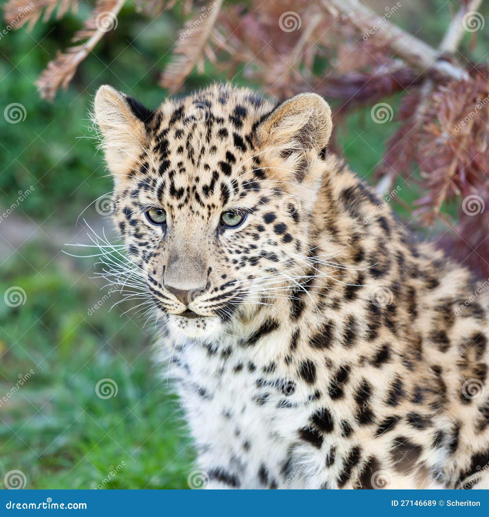 Head Shot of Adorable Amur Leopard Cub Stock Image - Image of beautiful ...