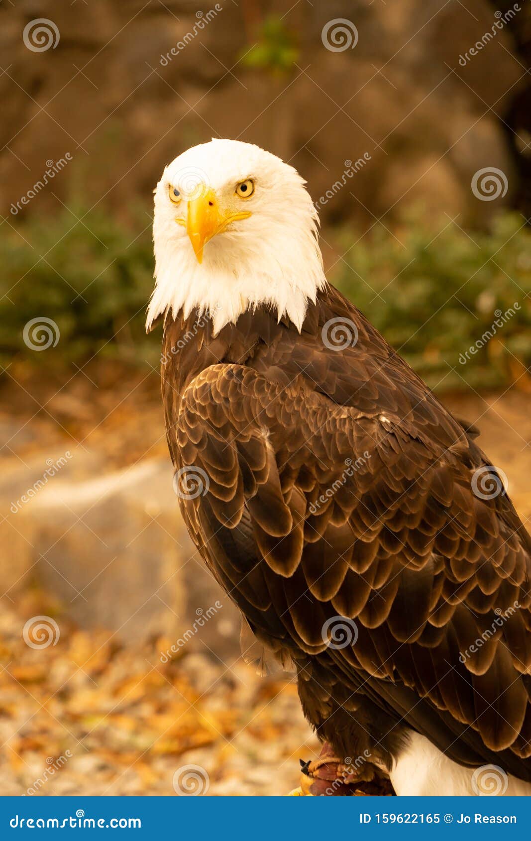 American Bald Eagle stock image. Image of brown, american - 159622165