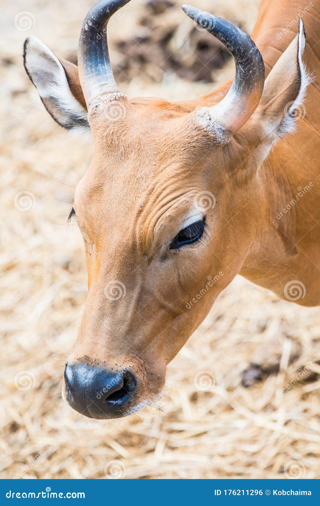Head Shot of Banteng stock photo. Image of banteng, nature - 176211296