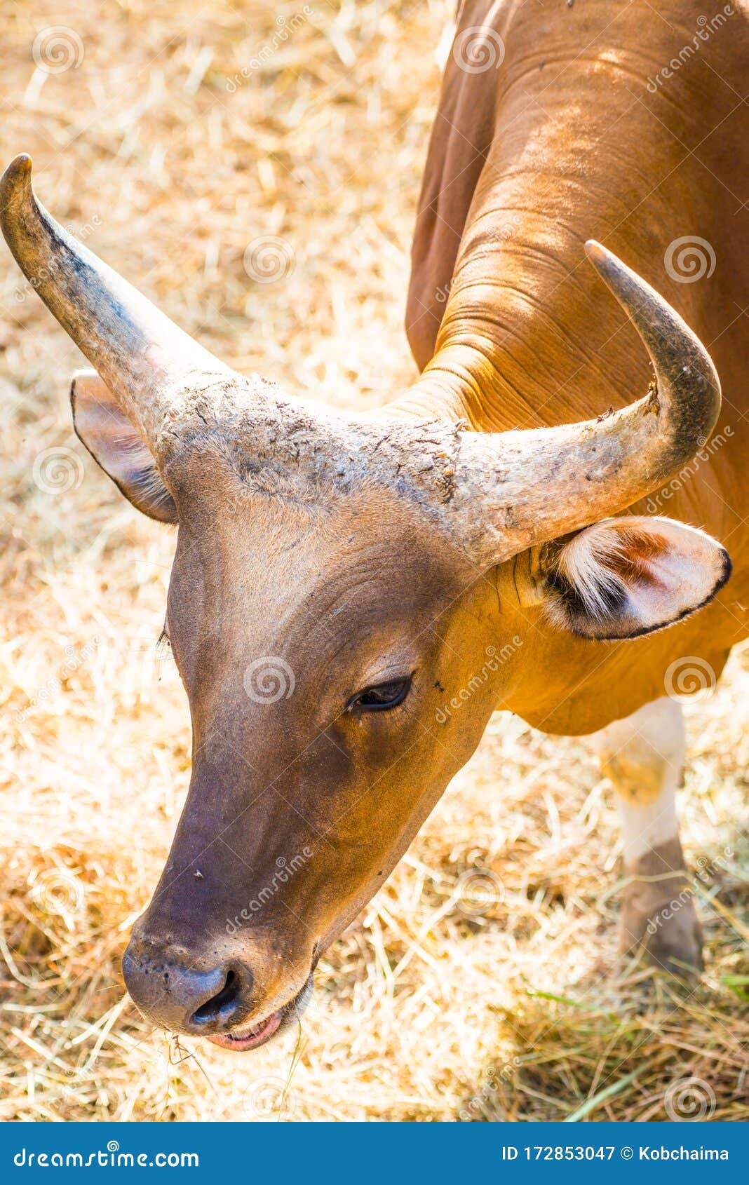 Head Shot of Banteng stock image. Image of horn, power - 172853047