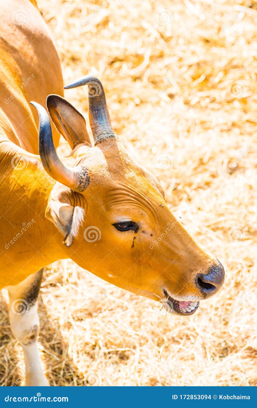 Head Shot of Banteng stock photo. Image of mammalia - 172853094